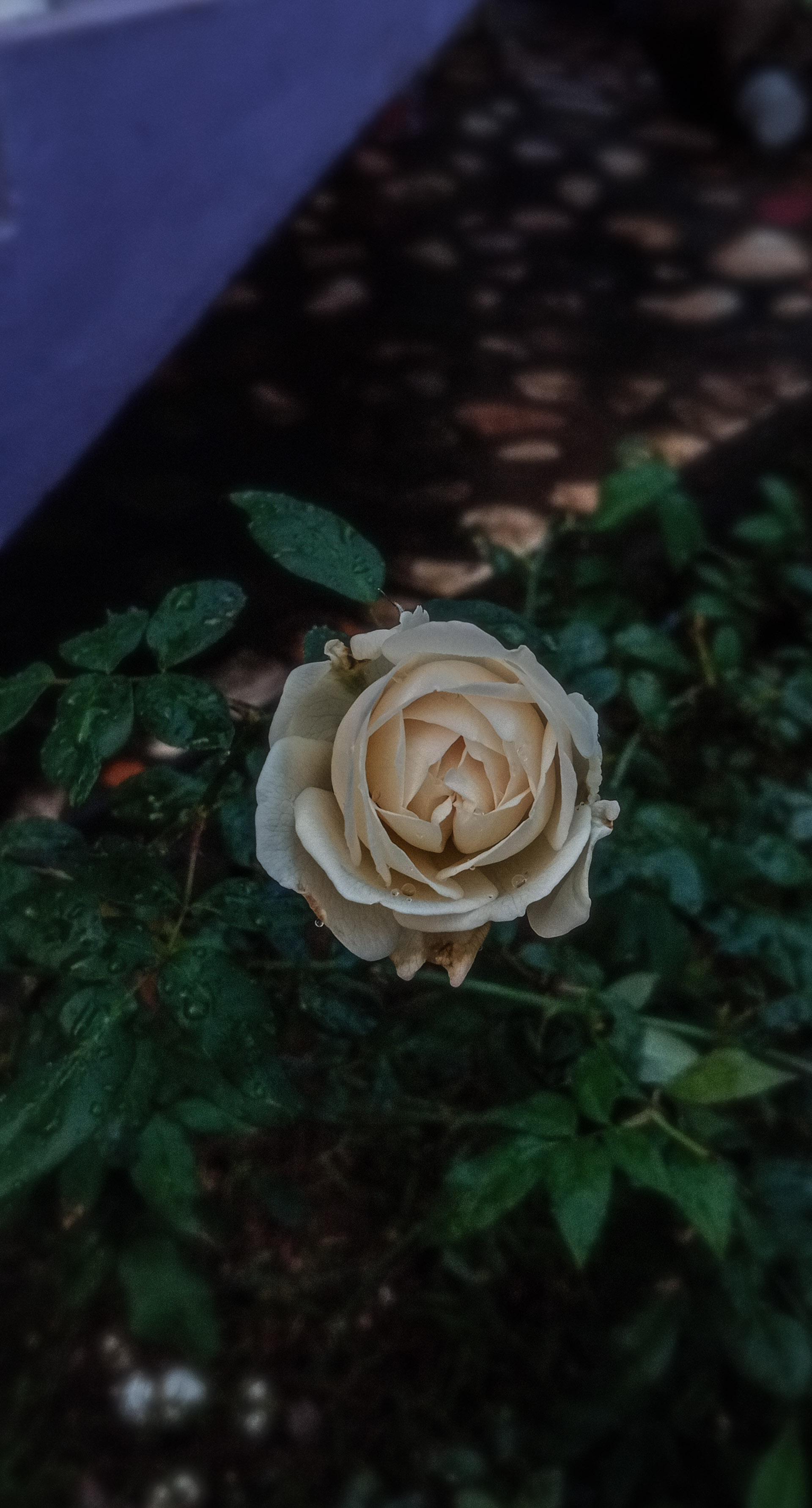 portrait art created by Syed