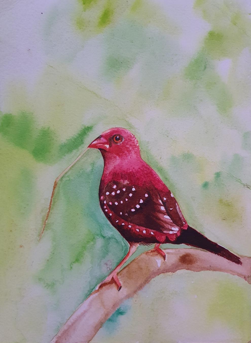 Birds of India created by HarshadaShiv