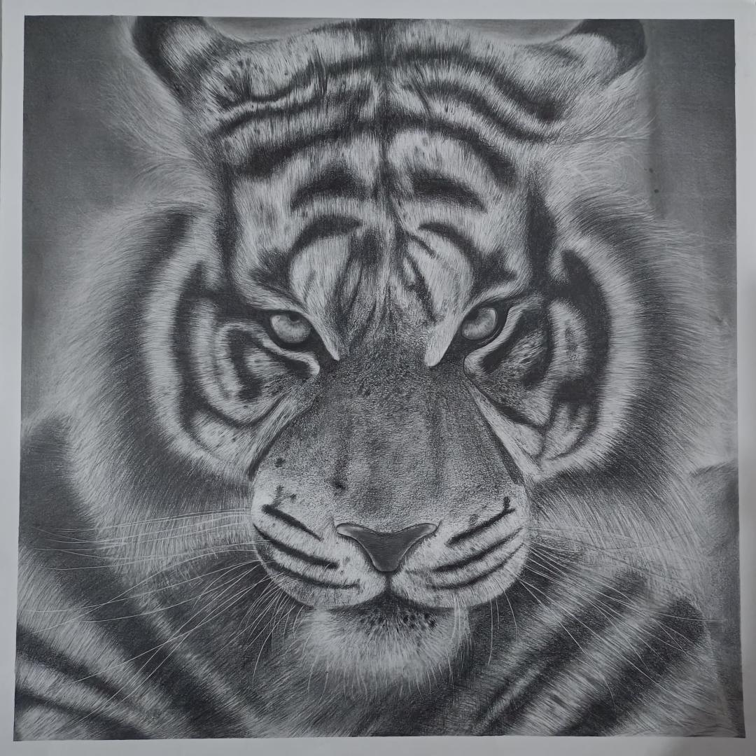 Hyper realistic drawing of TIGER created by Karan Dhameliya