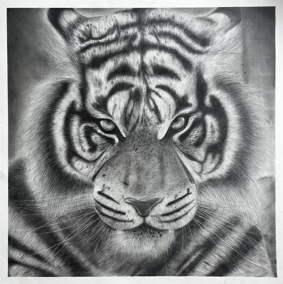 hyper realistic drawing of tiger created by Karan Dhameliya