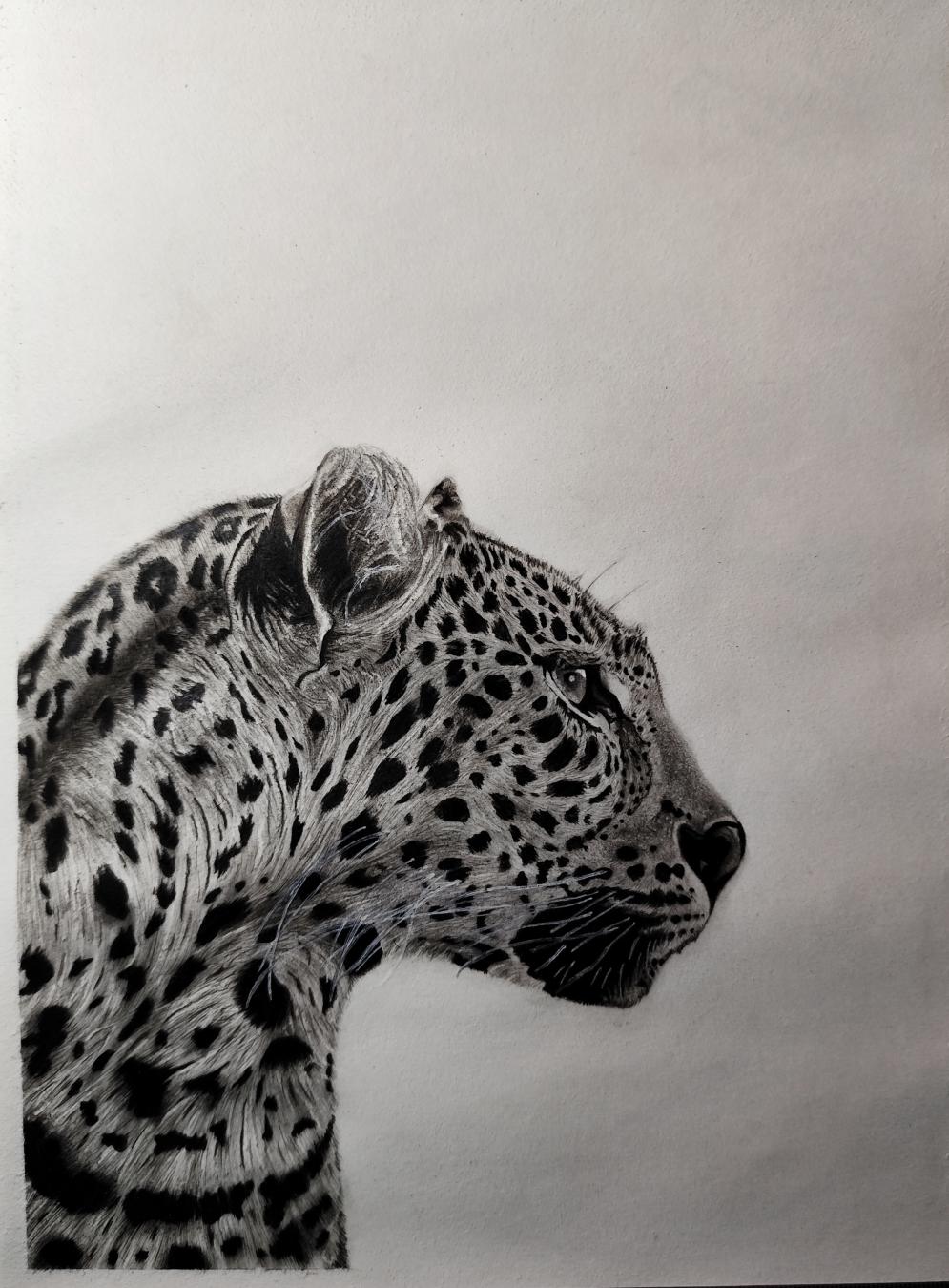 Leopard Acurracy created by HETKUMAR PAREKH