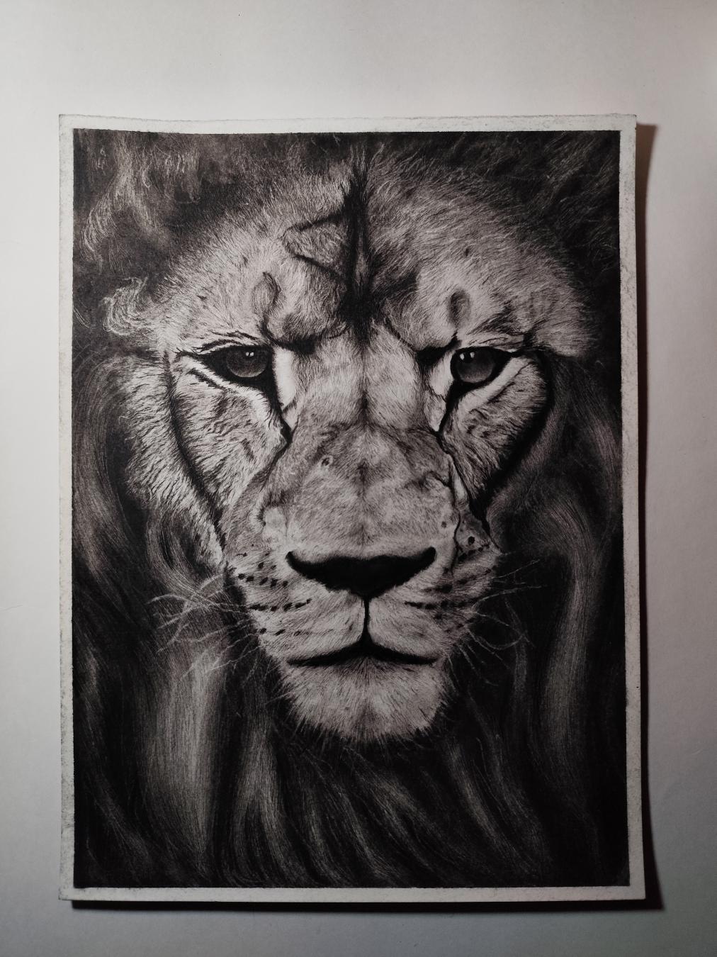 Lion' s Clam created by HETKUMAR PAREKH