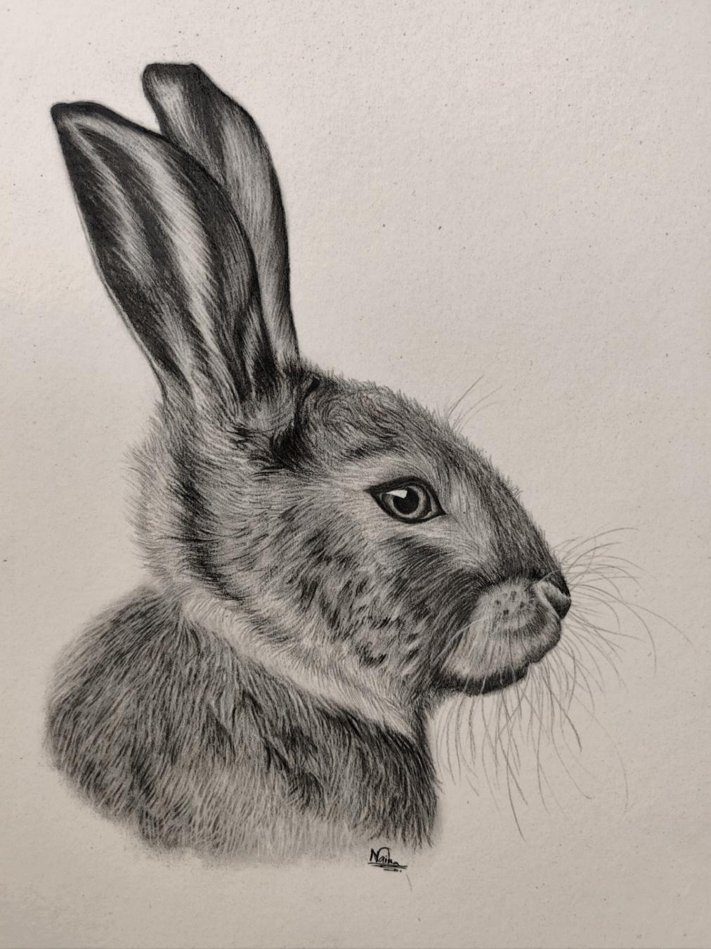 Realistic Rabbit, Charcoal artwork created by Naina Tiwari