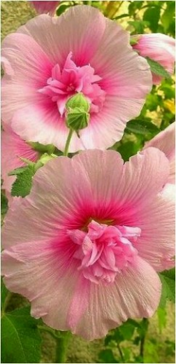 Beautiful art created by alaa abdo