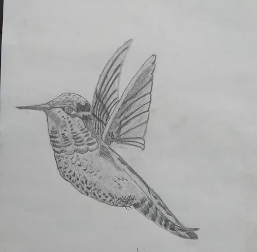 Humming bird created by Aadhvan Sinha