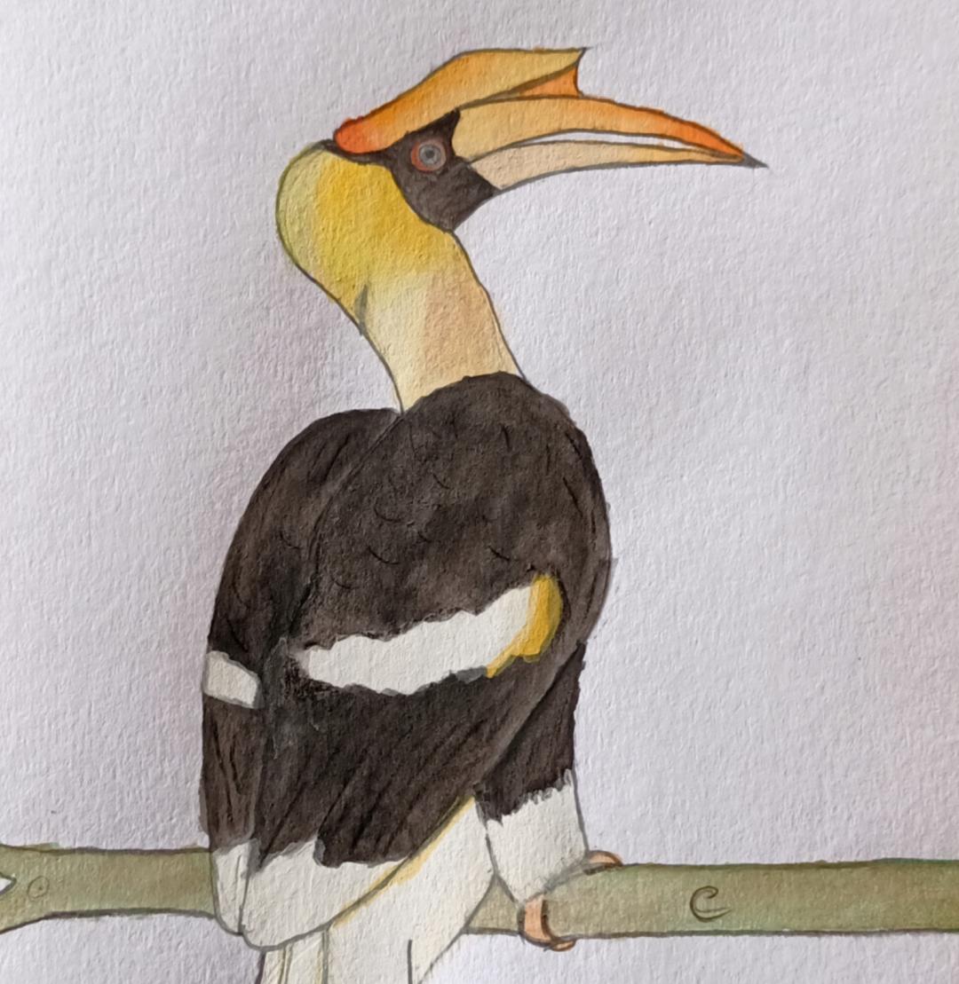 The great hornbill Watercolour Art created by Bikkee Bakchi