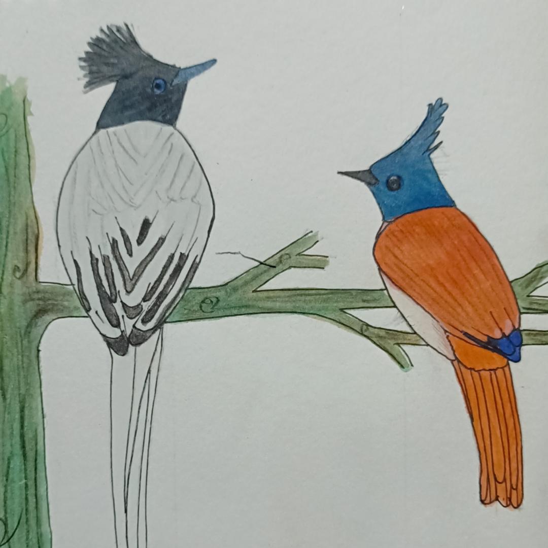Indian paradise flycatcher Male and Female watercolor Art created by ...
