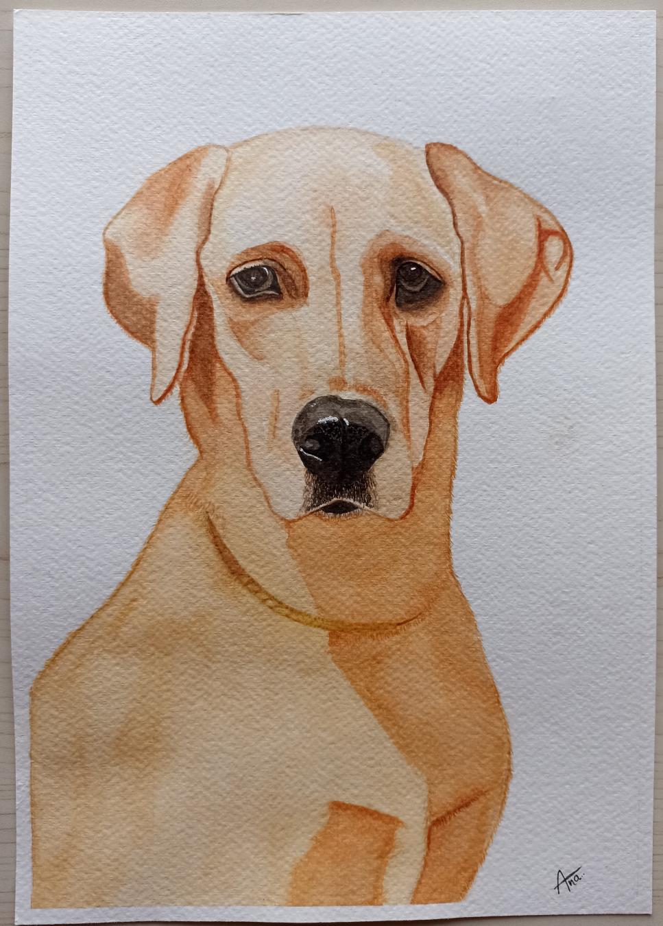 Watercolor drawing of cute golden labra created by Ana Verma